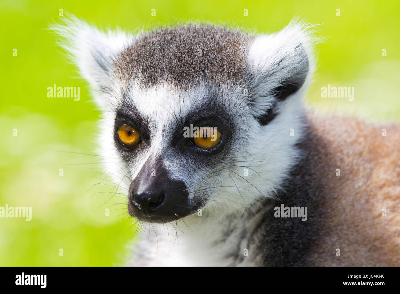 Lemurs of Madagascar Stock Photo - Alamy