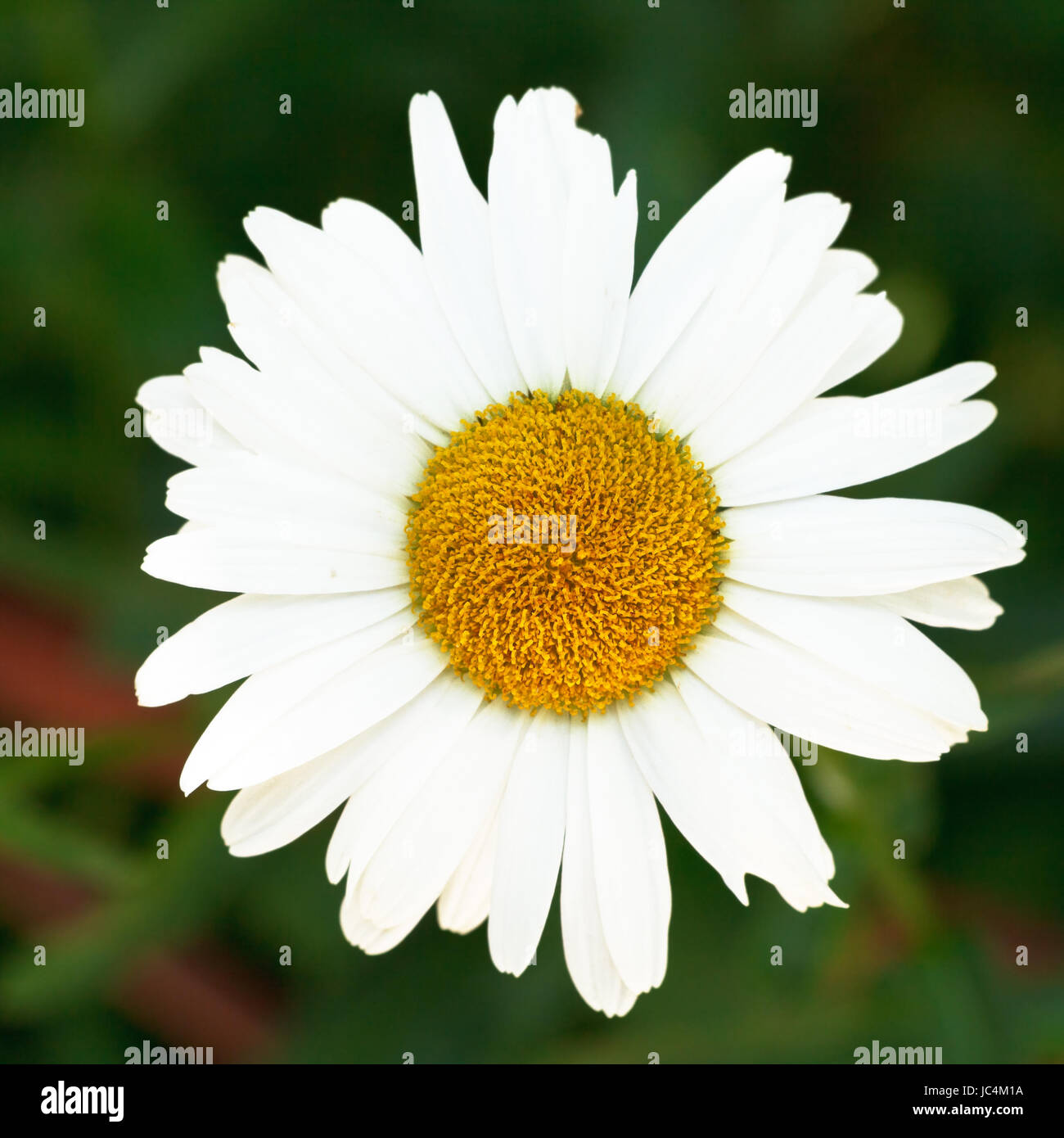head of decorative Ox-eye daisy flower close up Stock Photo - Alamy