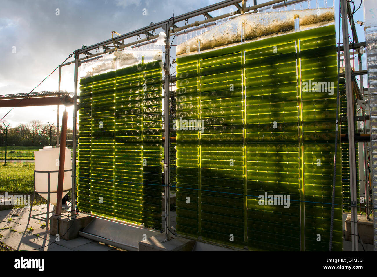 GERMANY, Hamburg Reitbrook, Eon Hansewerk, research project for algae ...