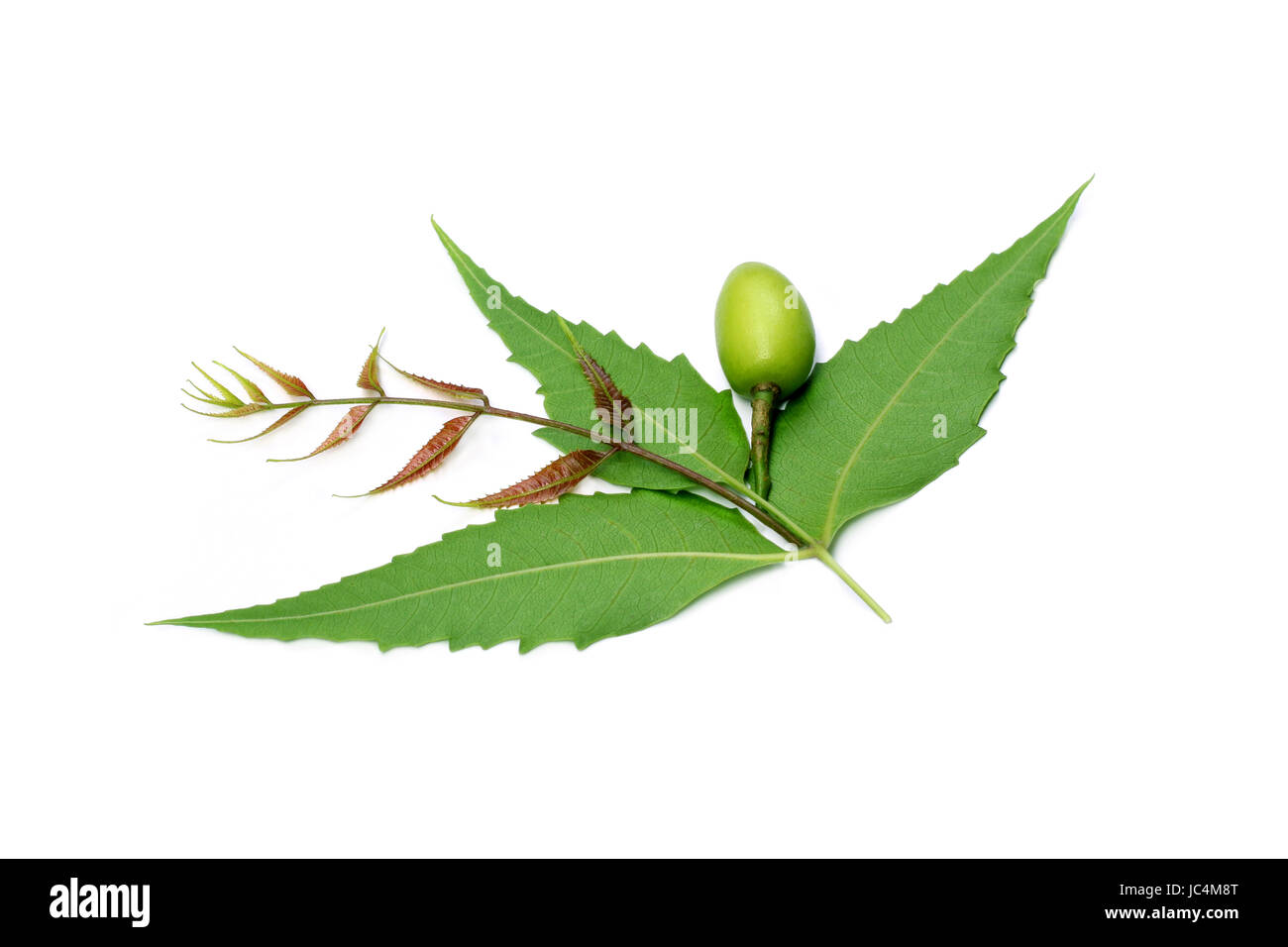 Neem Fruit High Resolution Stock Photography and Images - Alamy