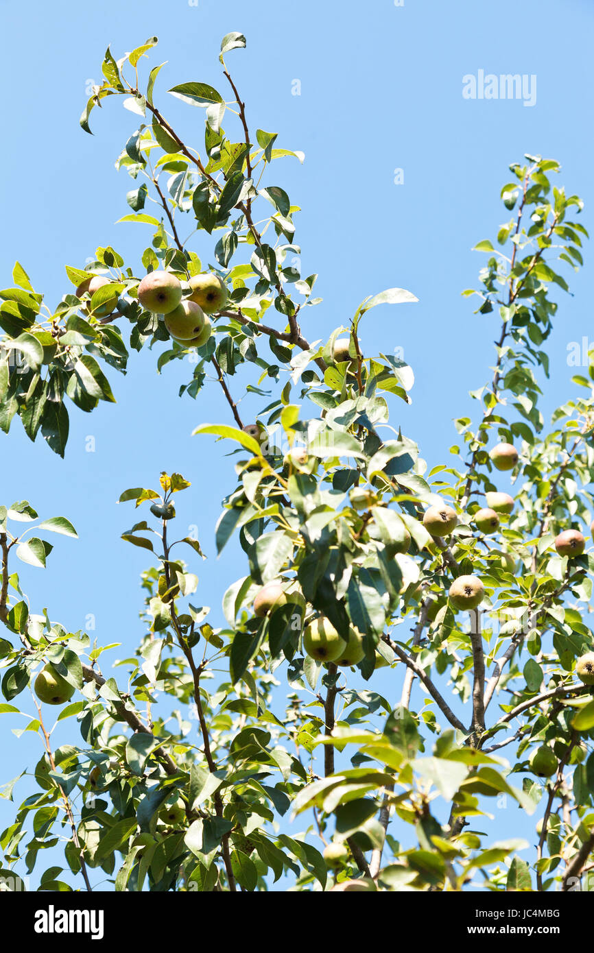 twigs of pear tree with ripe fruits in summer day Stock Photo - Alamy