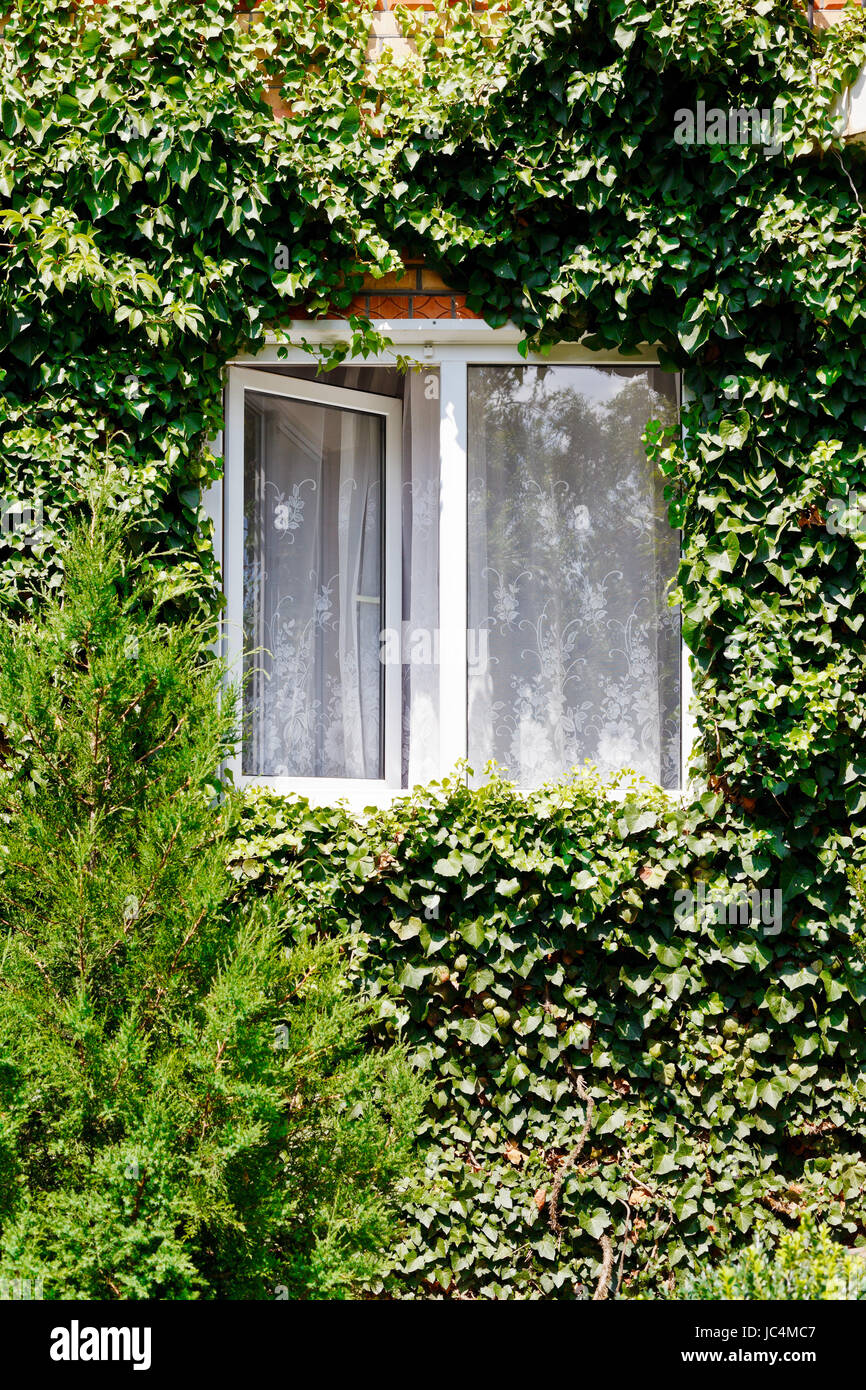 green ivy around open window in rural house in sunny day Stock Photo ...