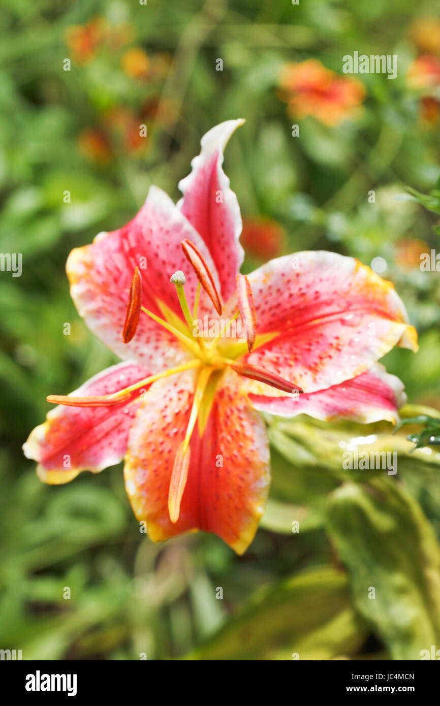 pink tiger lily close up outdoors in garden Stock Photo - Alamy