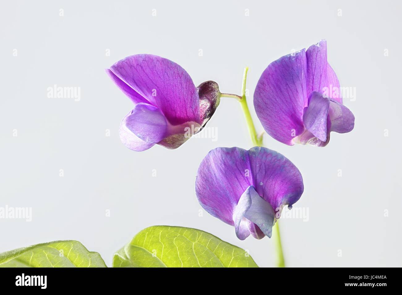 Lathyrus vernus spring vetchling hi-res stock photography and images ...