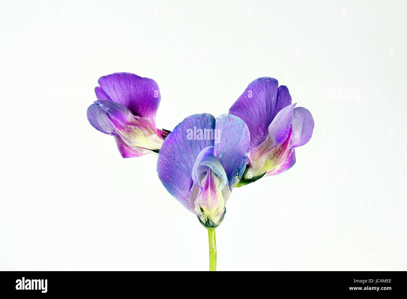 Lathyrus vernus spring vetchling hi-res stock photography and images ...