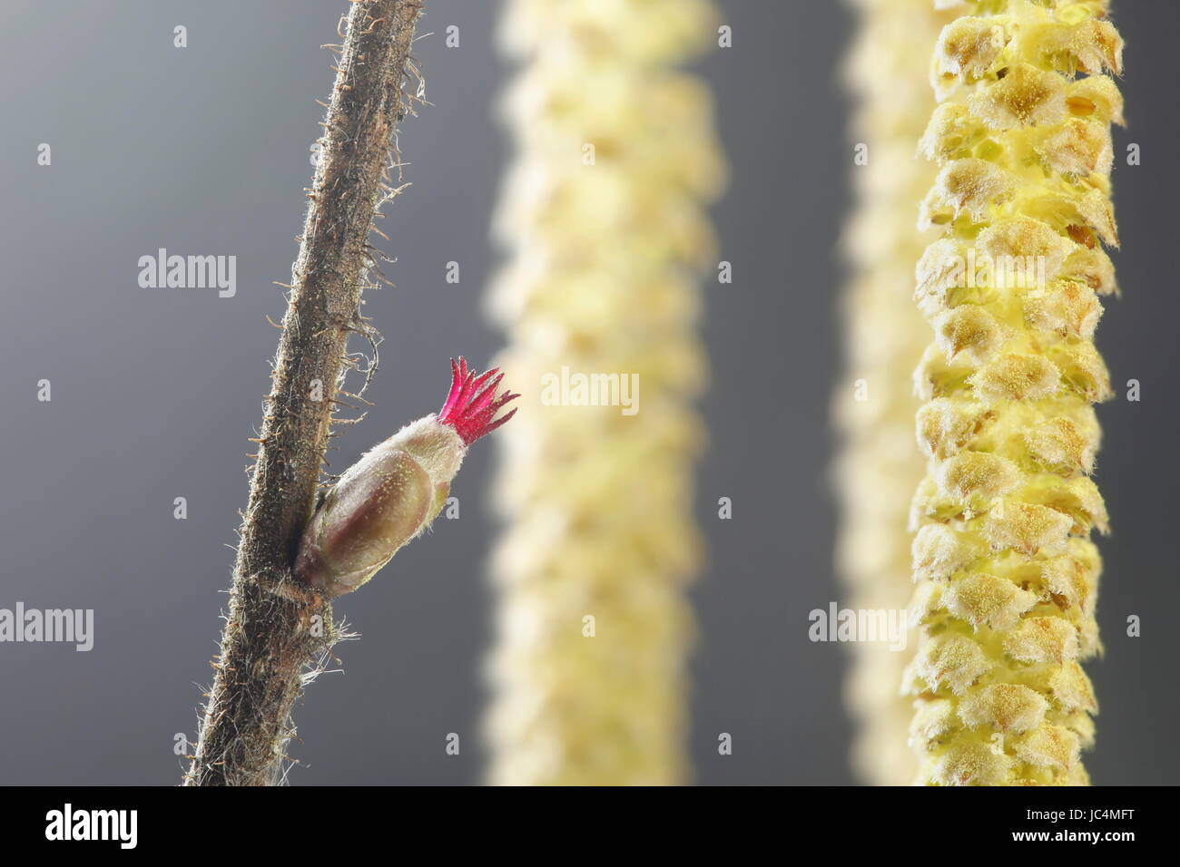 Hazelnut allergy hi-res stock photography and images - Alamy