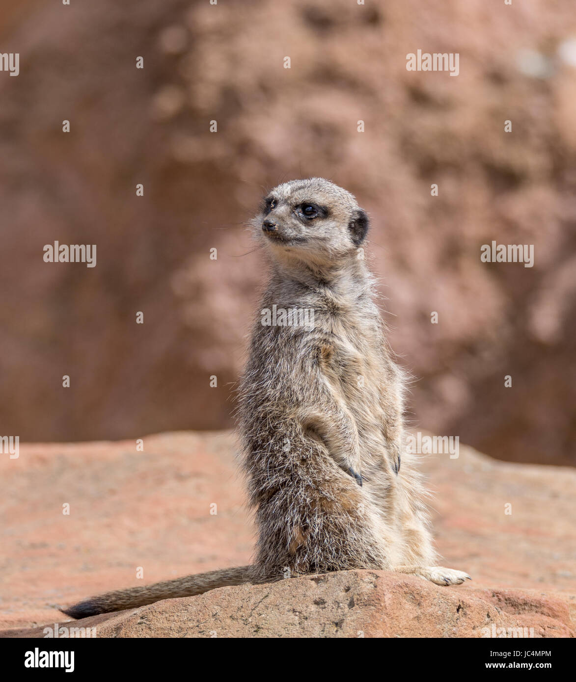 Meer cat cute hi-res stock photography and images - Alamy