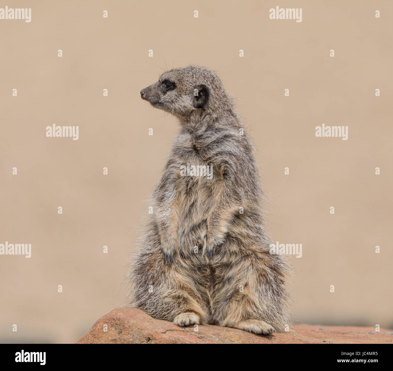 Meer cat cute hi-res stock photography and images - Alamy