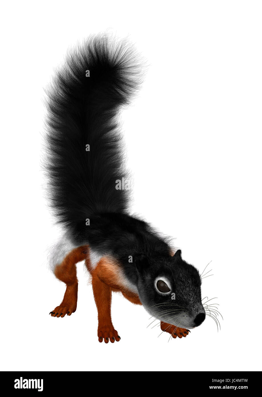 Tri colored squirrel hi-res stock photography and images - Alamy