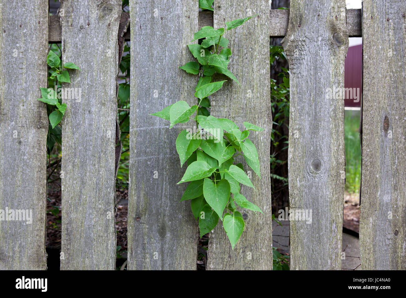 Green bush growing through the wooden fence Stock Photo - Alamy