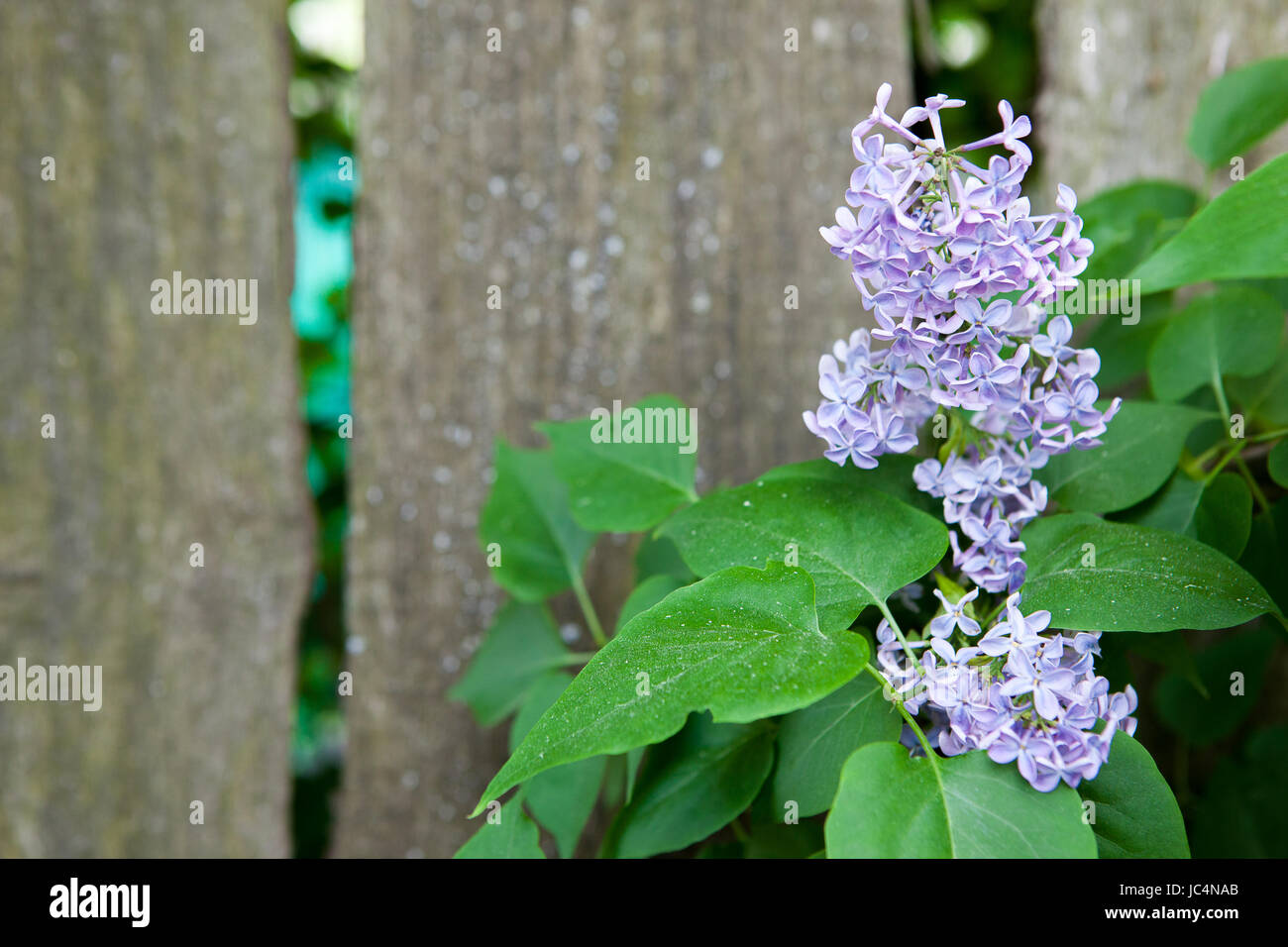 Lilac grows through a wooden fence Stock Photo - Alamy