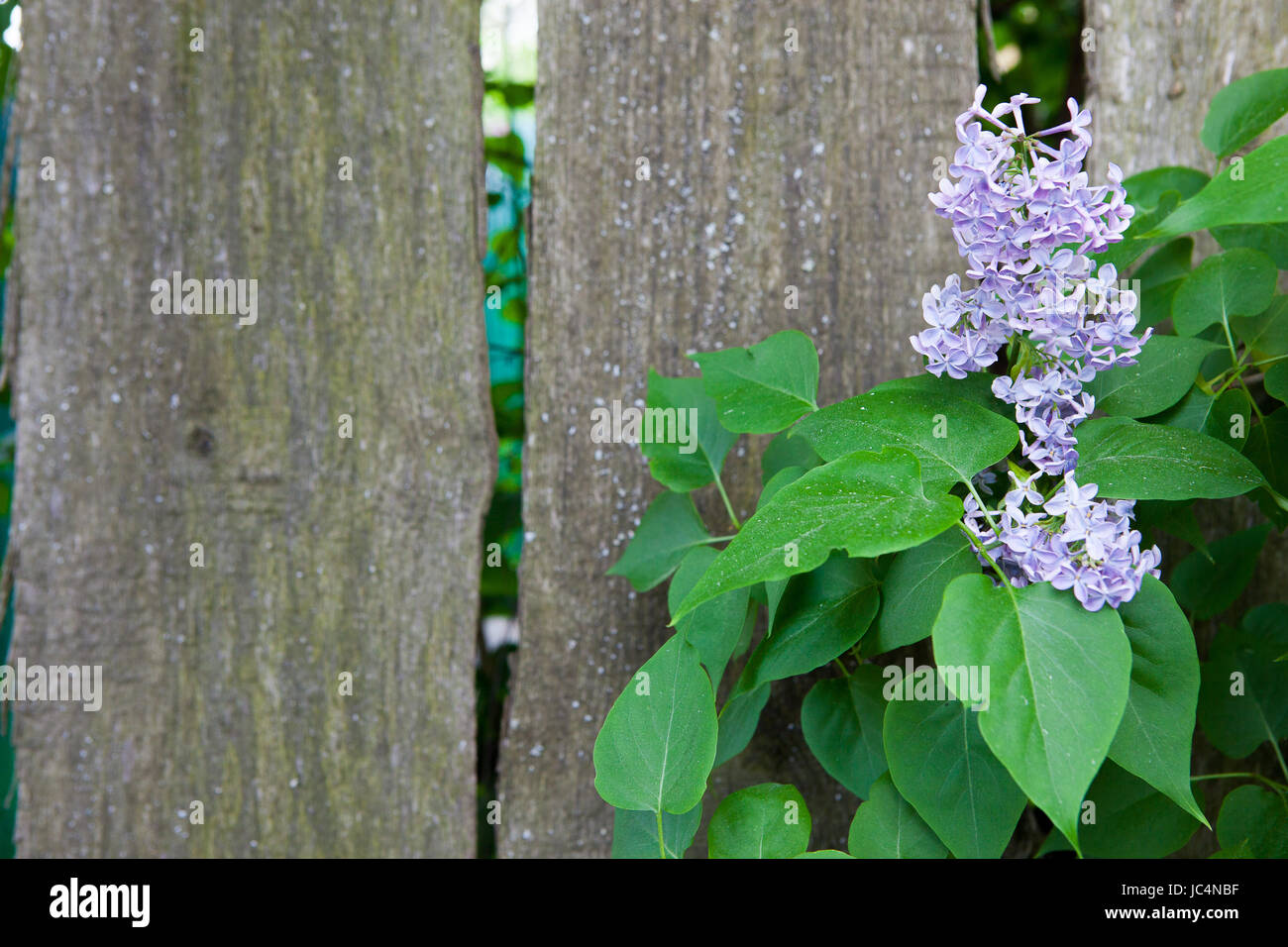 Lilac grows through a wooden fence Stock Photo - Alamy