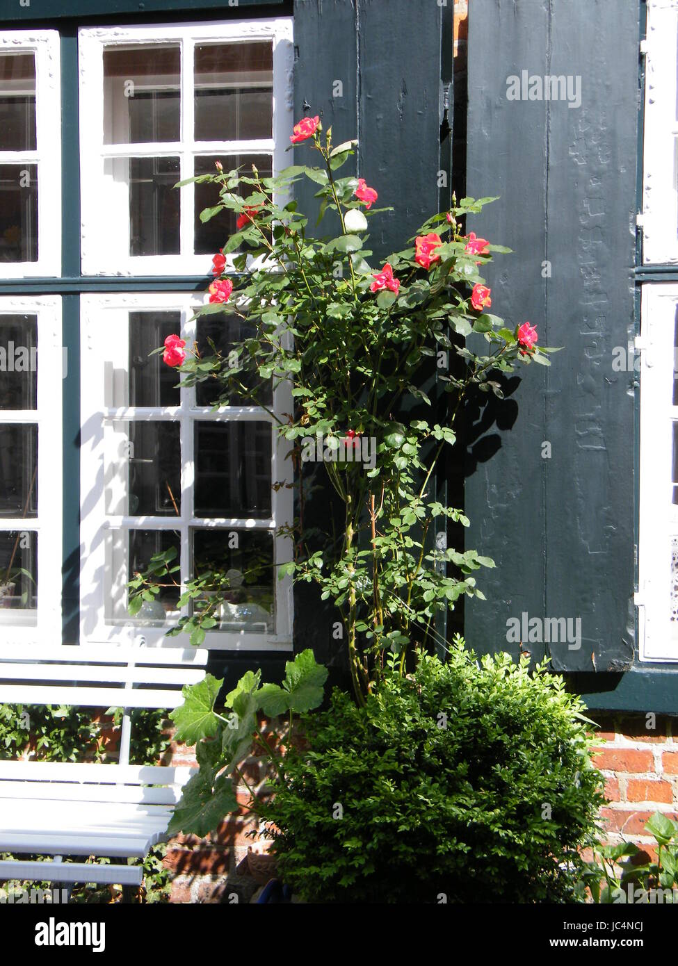 window with roses Stock Photo - Alamy