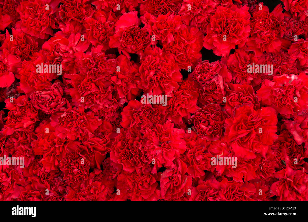 Carnation texture hi-res stock photography and images - Alamy