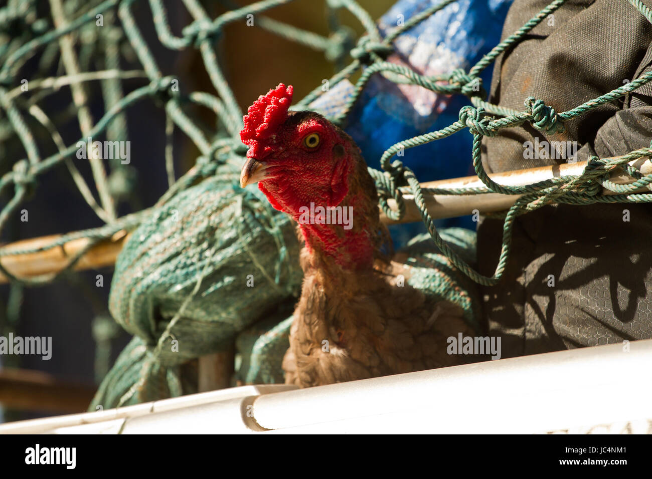 Poultry transport. Transport of a rooster on the car Stock Photo - Alamy