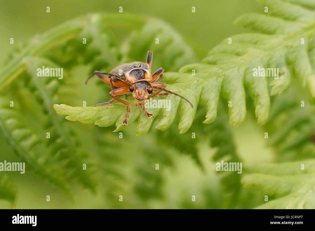 Cheeky Soldier Beetle ' Cantharidae ' on a fern, bracken Stock Photo ...