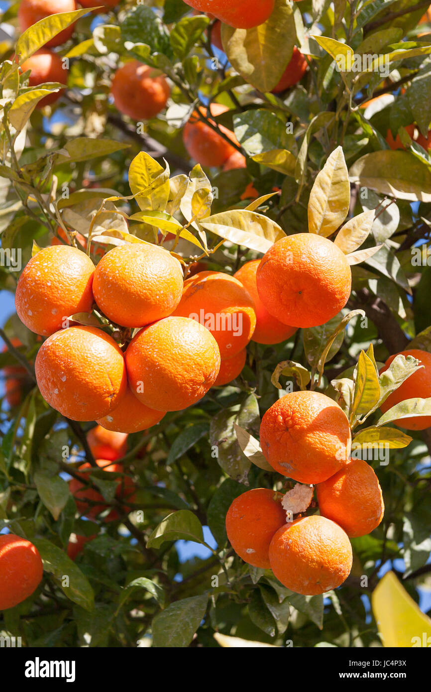 Orange tree with fresh fruits - Citrus sinensis Stock Photo - Alamy