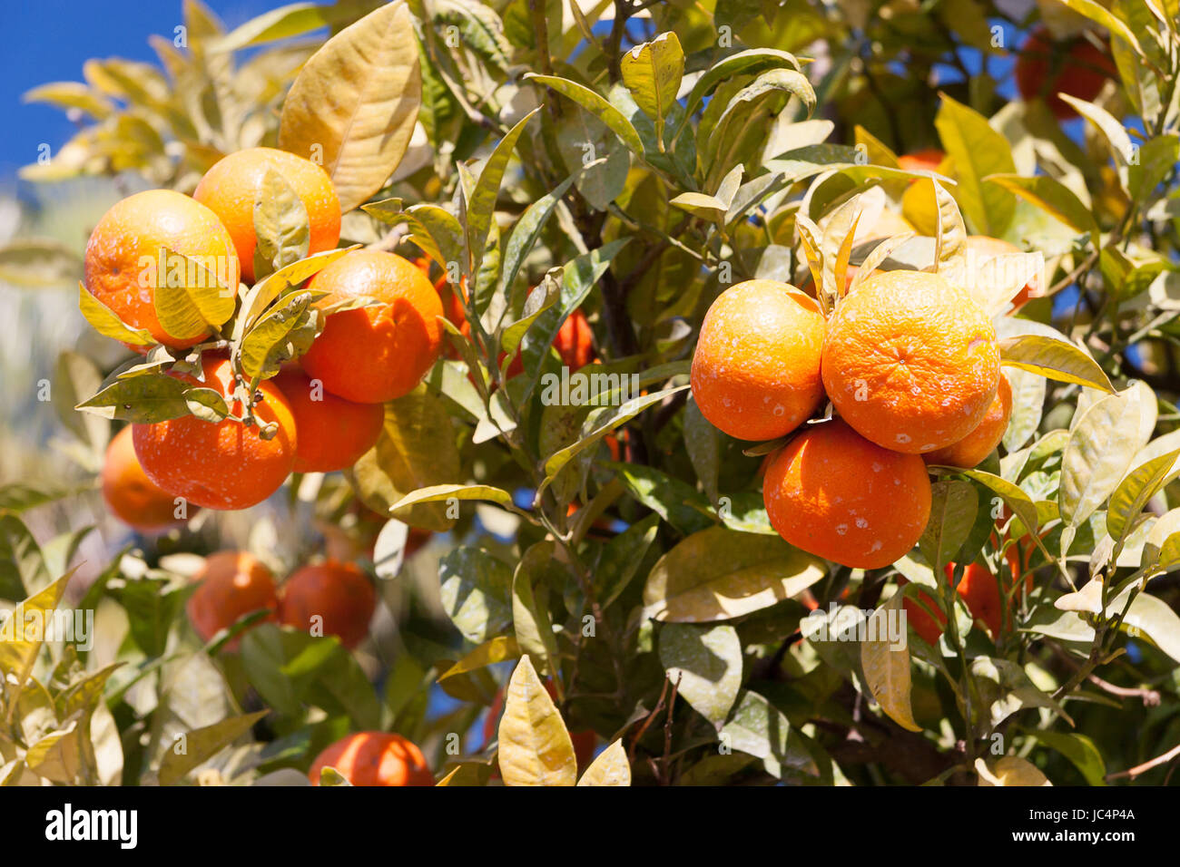 Orange tree with fresh fruits - Citrus sinensis Stock Photo - Alamy