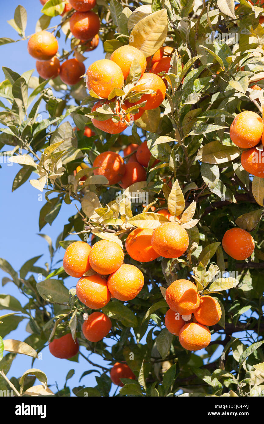 Orange tree with fresh fruits - Citrus sinensis Stock Photo - Alamy