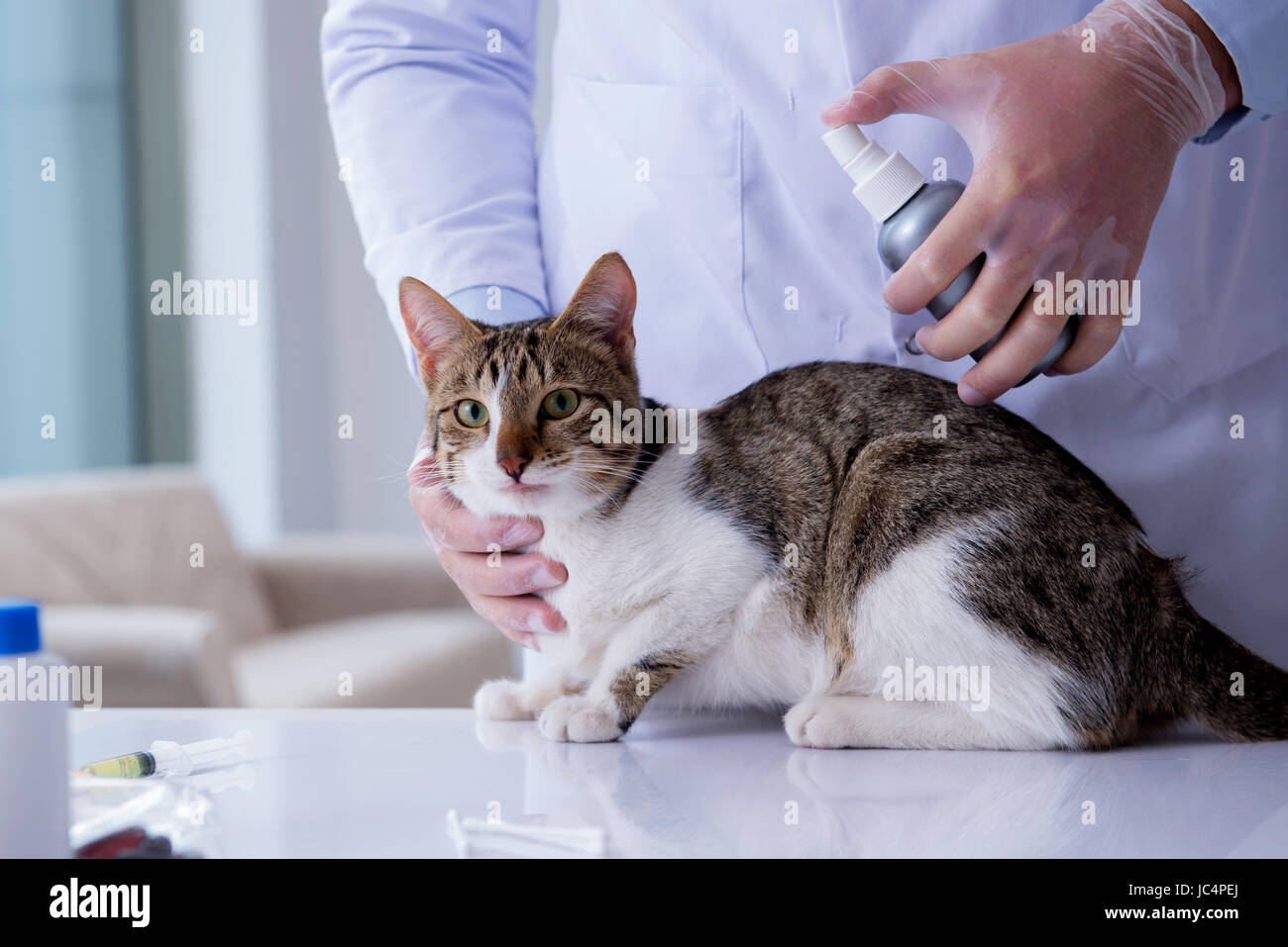 Cat visiting vet for regular check up Stock Photo - Alamy