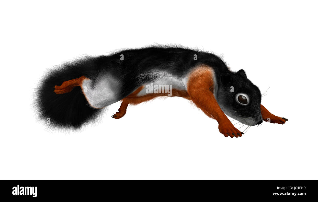 3D rendering of a Prevost's squirrel or Asian tri-colored squirrel ...