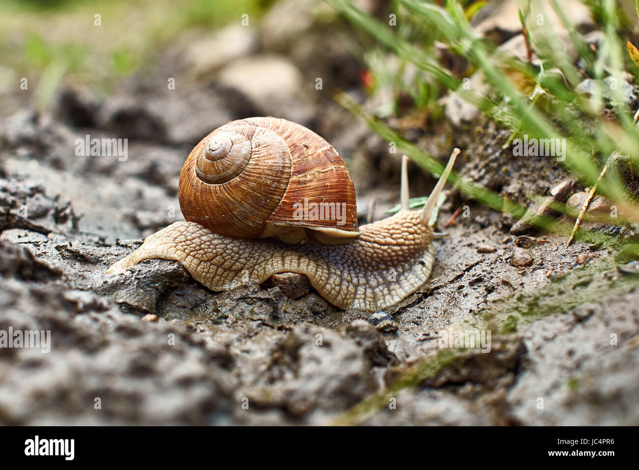 Wild smail hi-res stock photography and images - Alamy