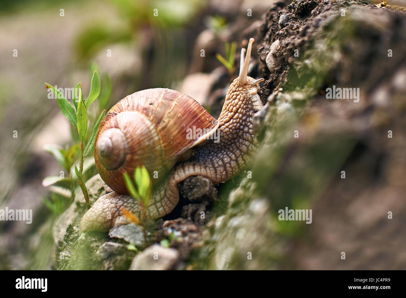 Smail animal hi-res stock photography and images - Alamy