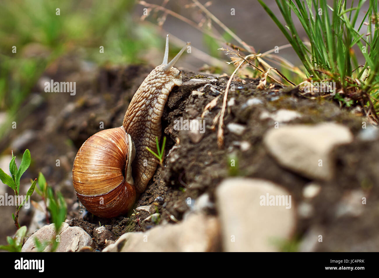 Wild smail hi-res stock photography and images - Alamy