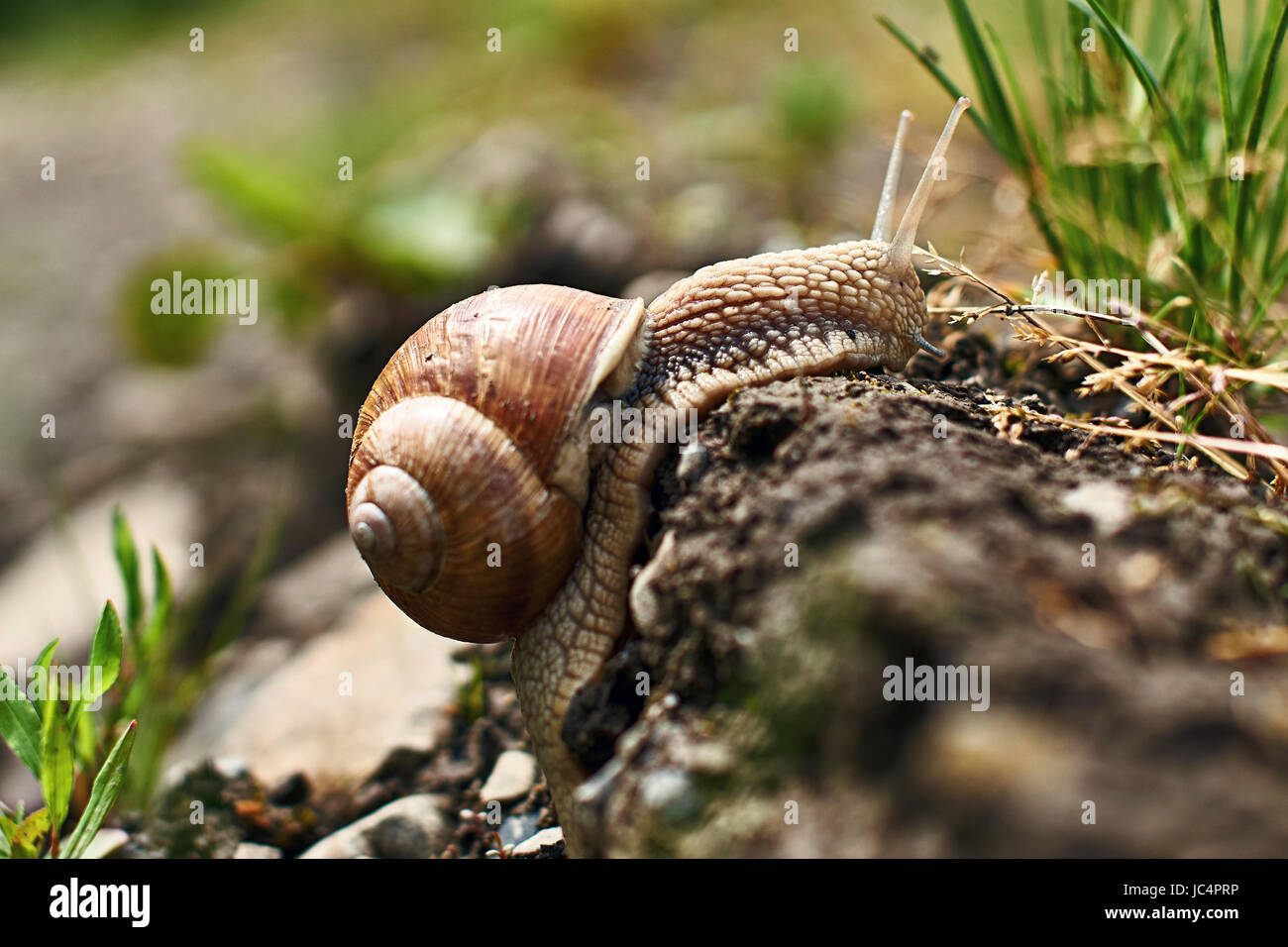Wild smail hi-res stock photography and images - Alamy
