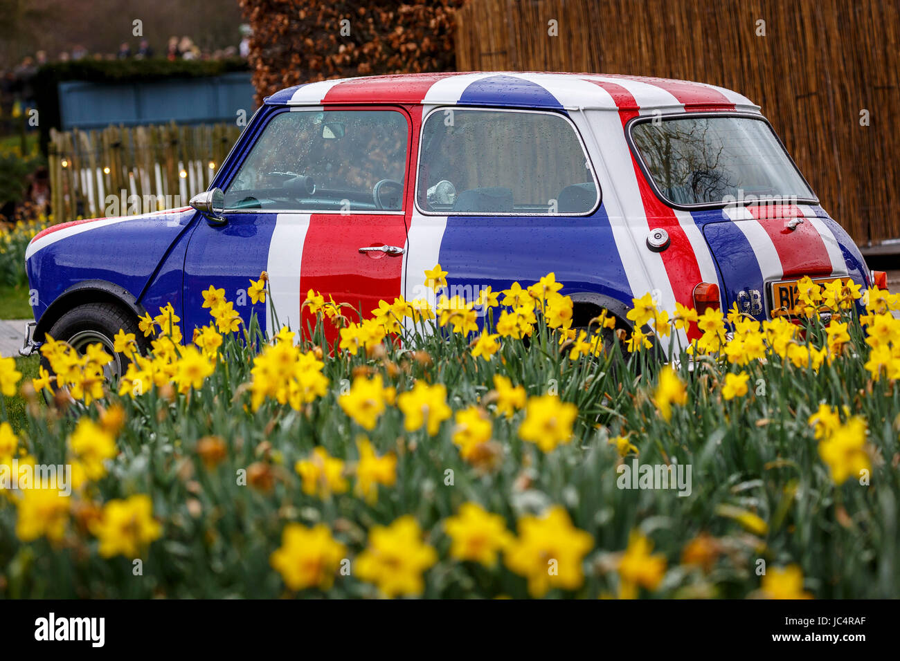 1985 Austin Mini in Union flag livery with daffodils in foreground at ...