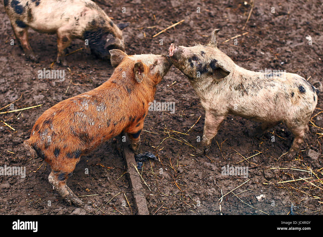 Cute dirty piglets on the farm Stock Photo - Alamy