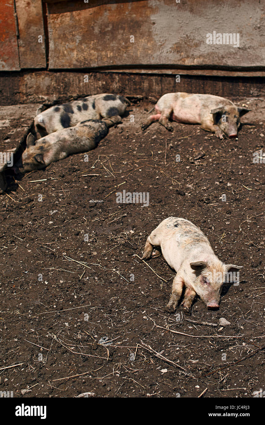 Cute dirty piglets on the farm Stock Photo - Alamy