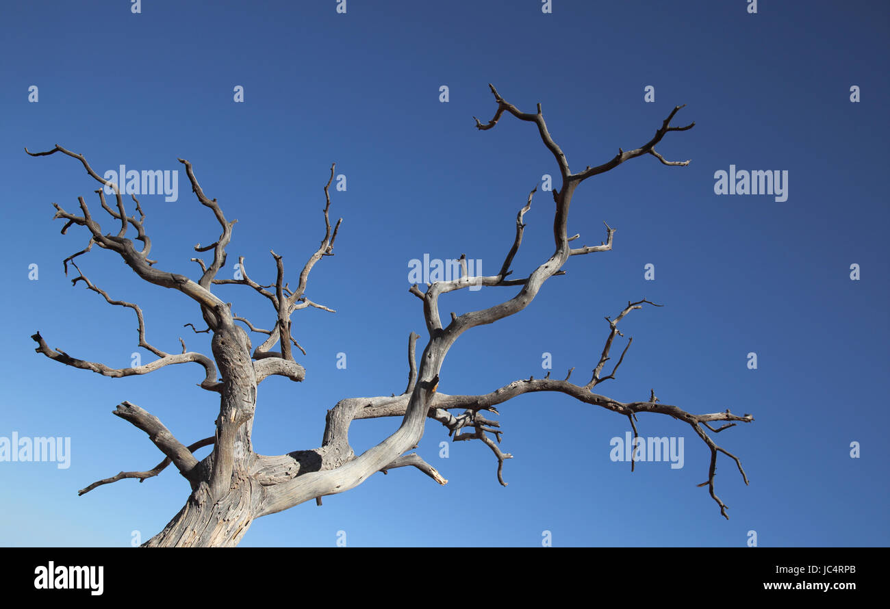 dead tree in arches national park utah usa Stock Photo - Alamy