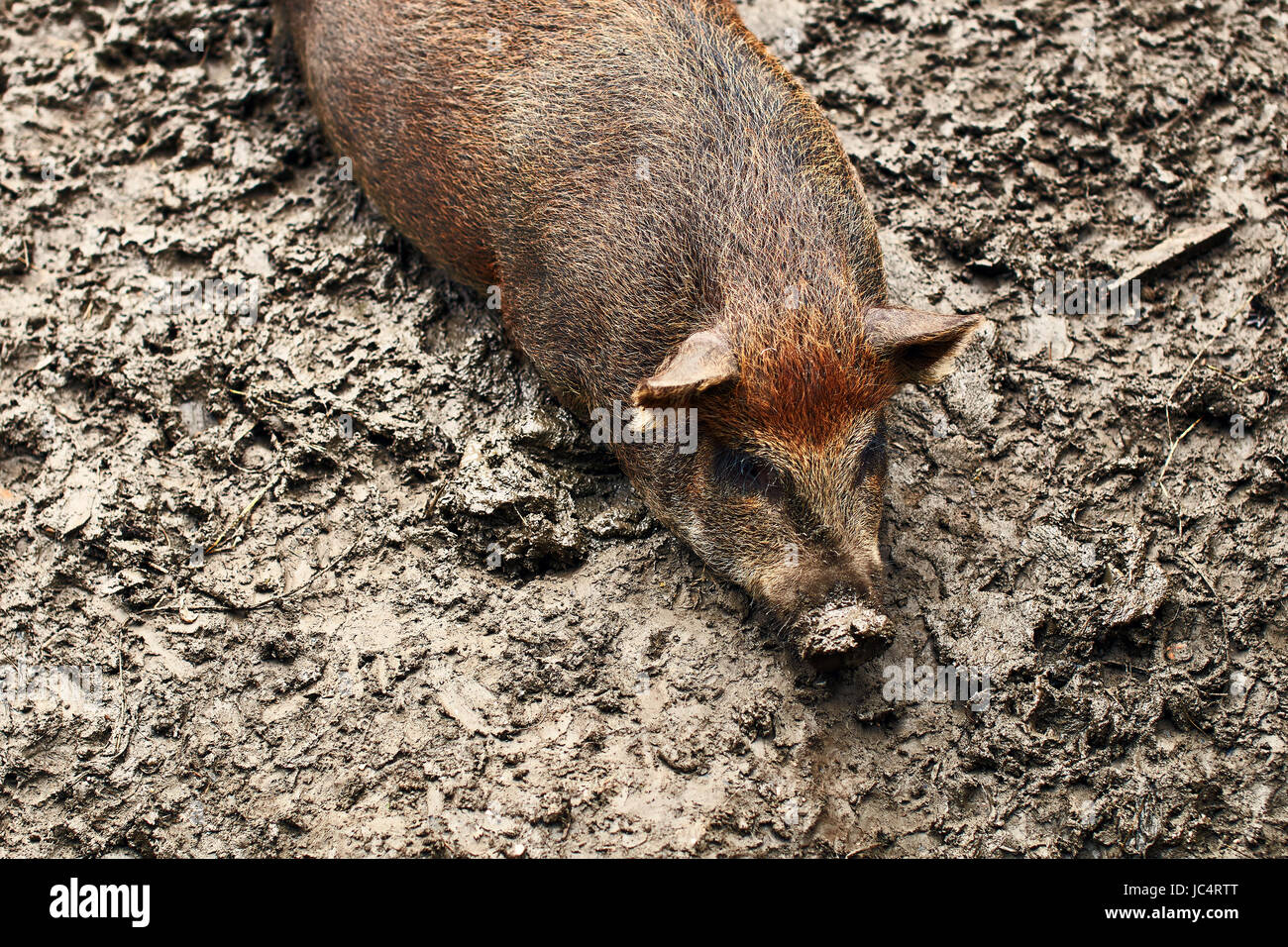 Fat pigs relaxing on the farm Stock Photo - Alamy