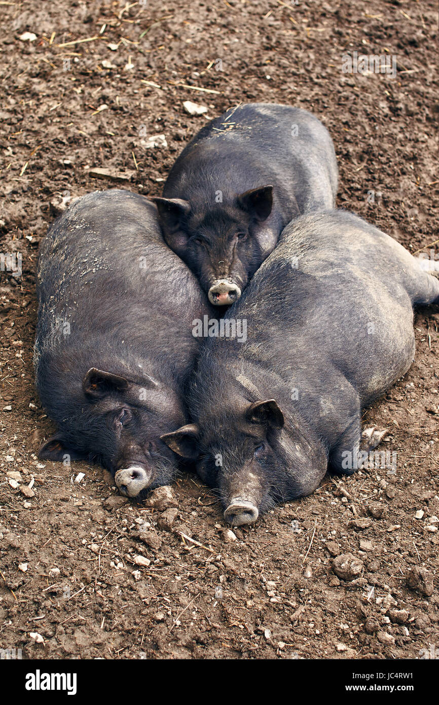 Fat pigs hi-res stock photography and images - Alamy