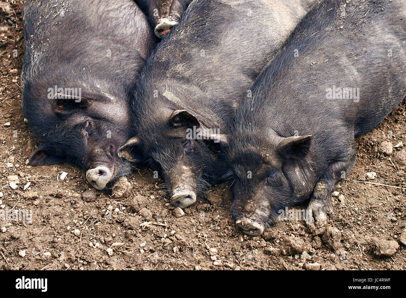 Fat pigs relaxing on the farm Stock Photo - Alamy
