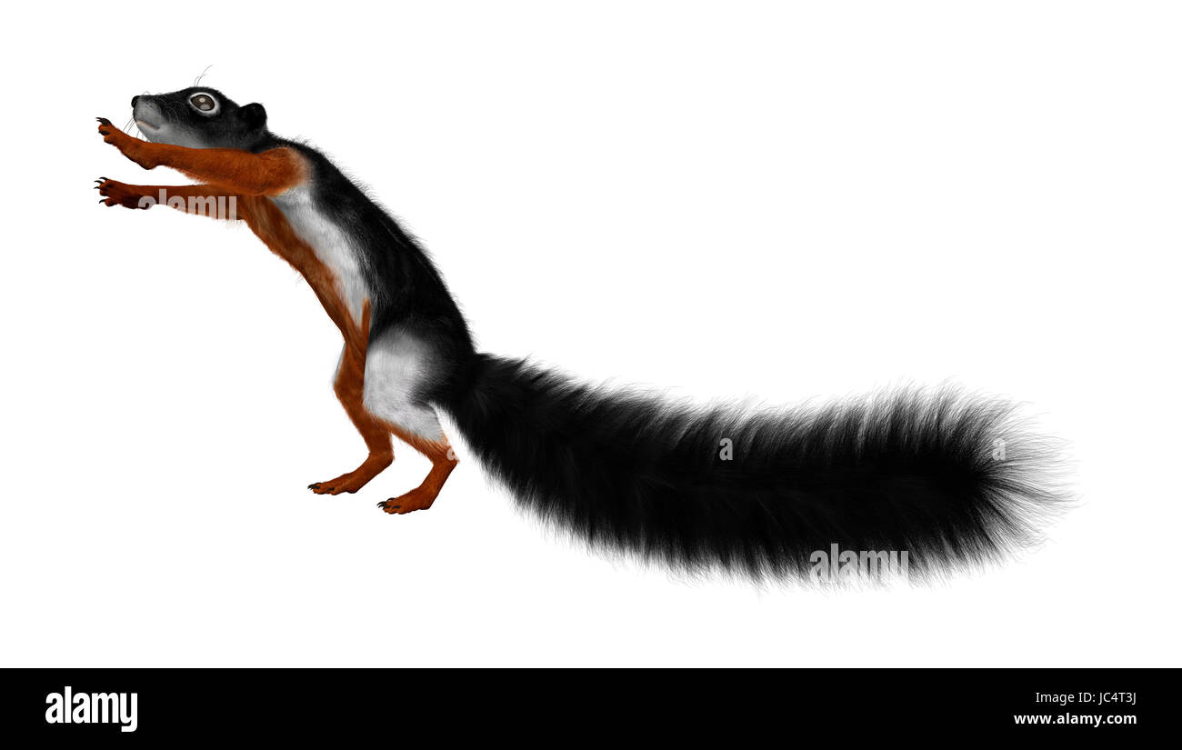 3D rendering of a Prevost's squirrel or Asian tri-colored squirrel ...
