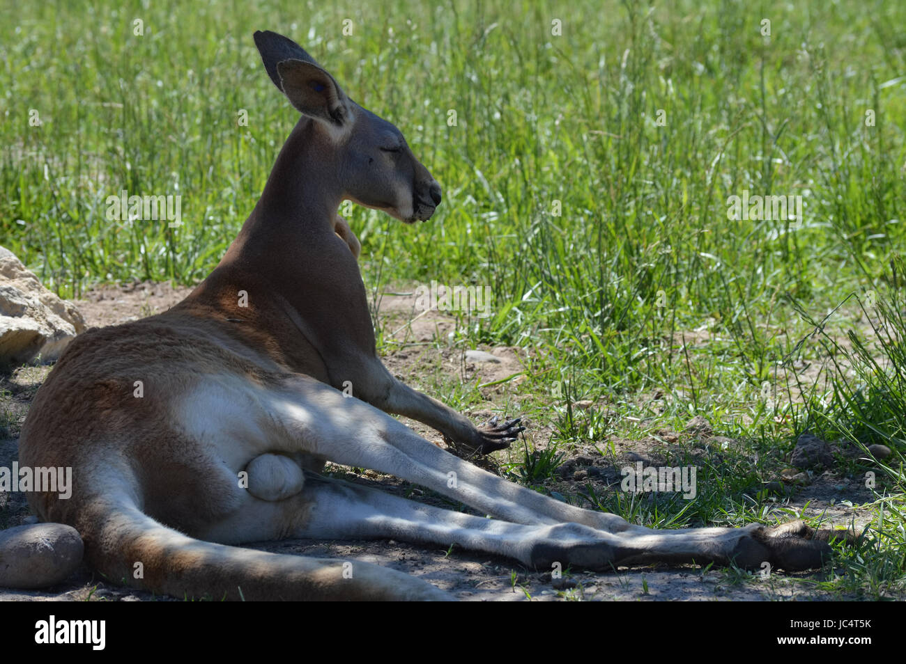 Kangaroo face expression hi-res stock photography and images - Alamy