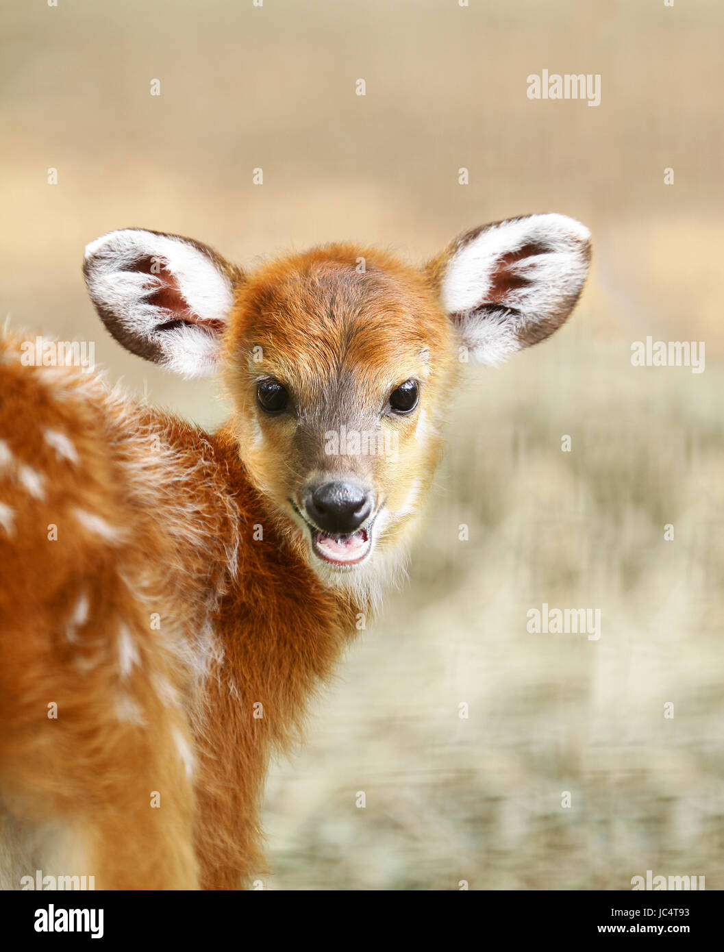 Smile deer hi-res stock photography and images - Alamy