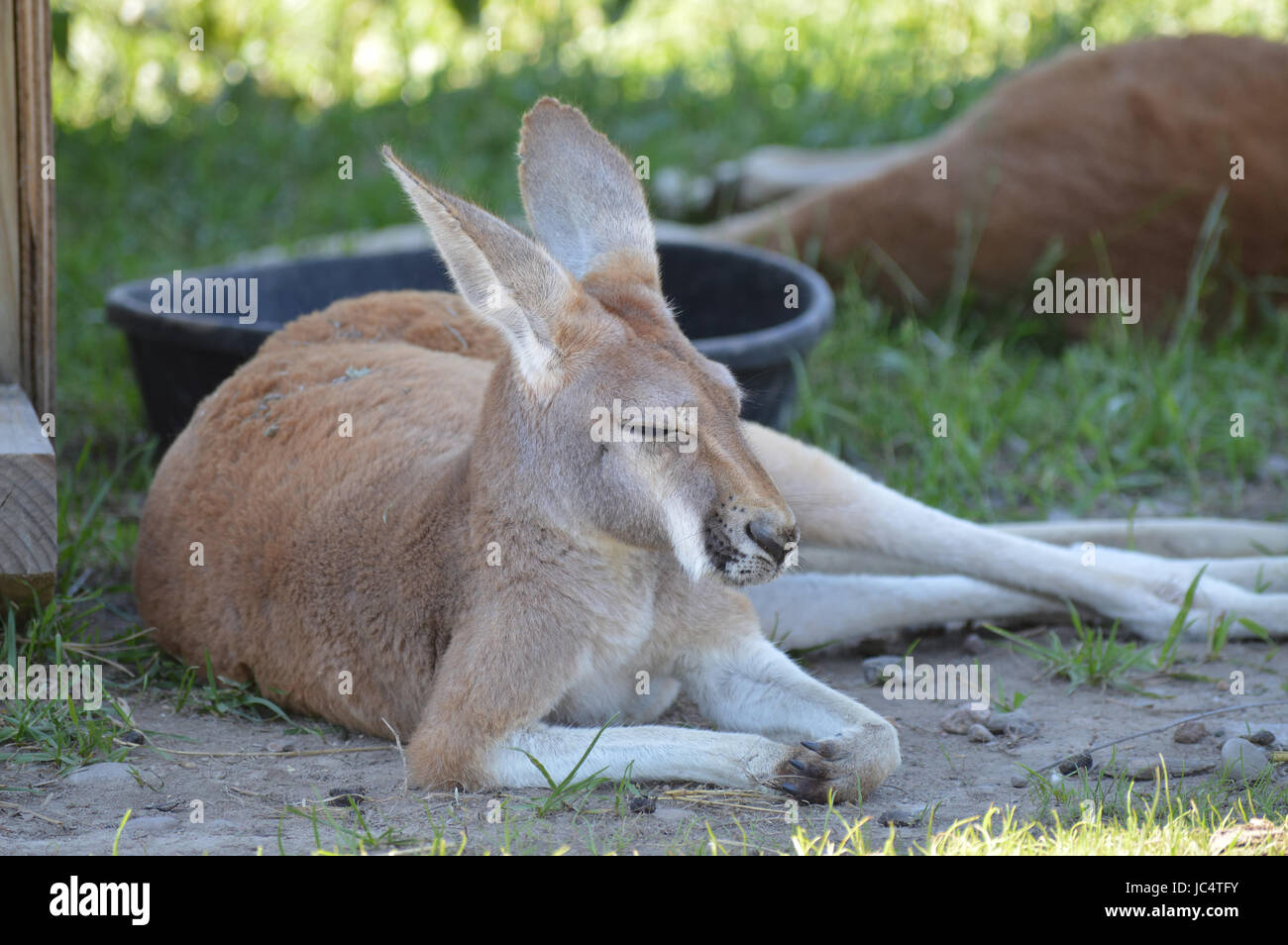 Kangaroo face expression hi-res stock photography and images - Alamy