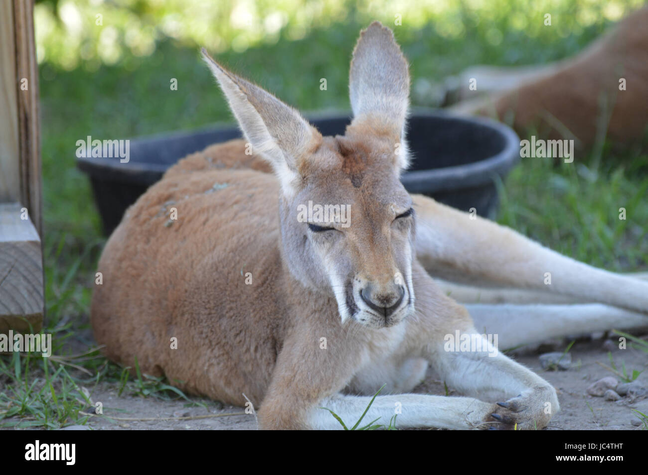 Kangaroo face expression hi-res stock photography and images - Alamy