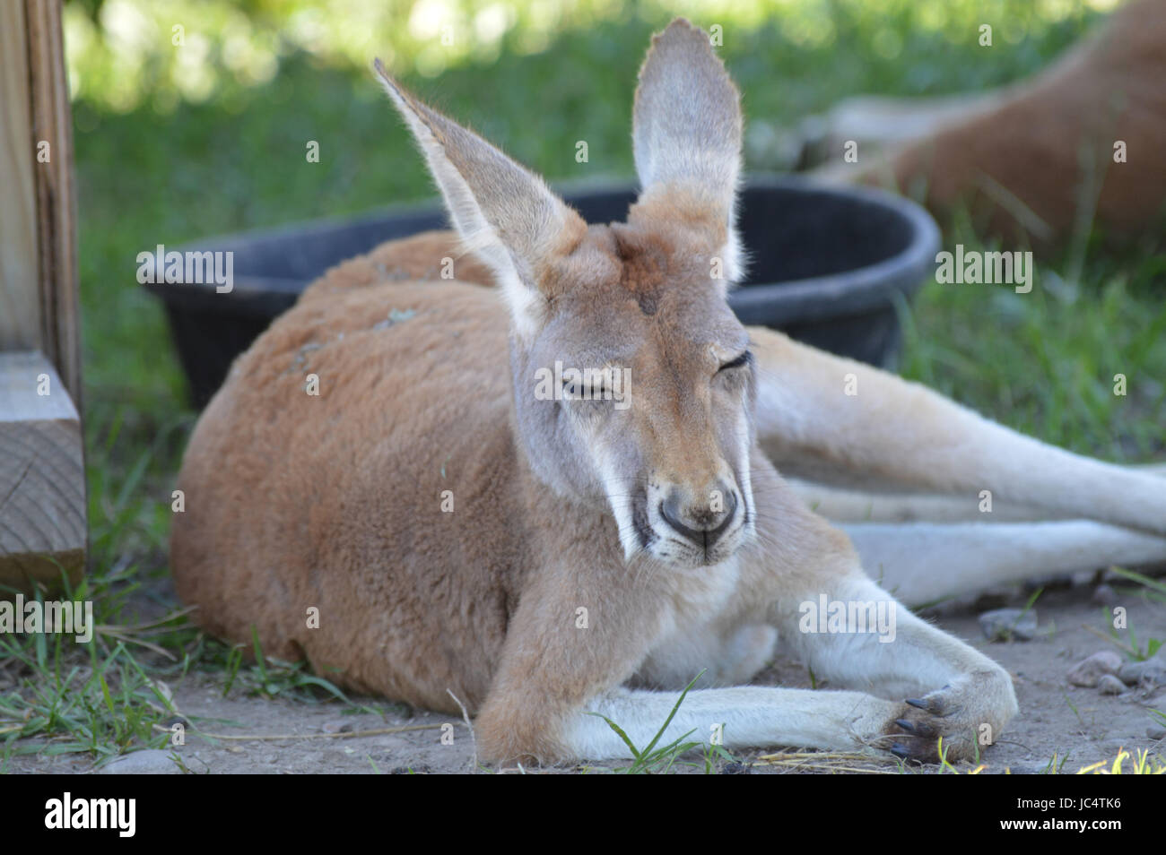 Kangaroo face expression hi-res stock photography and images - Alamy