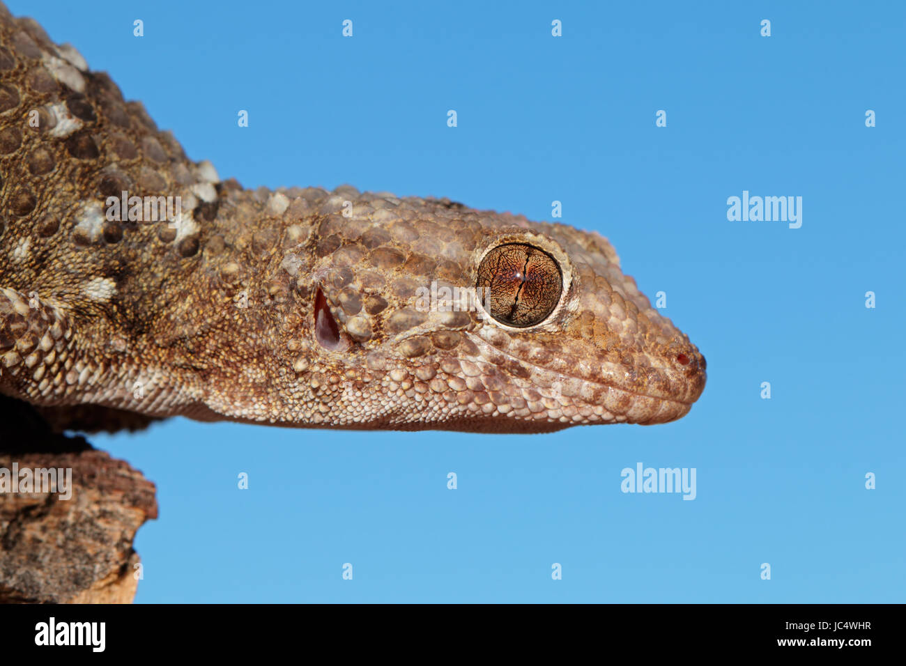 Portrait of a bibron gecko (Pachydactylus bibronii), Kalahari desert ...
