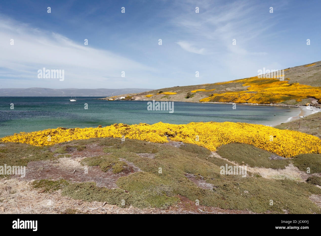 view of bay at Carcass Island, Falkland Islands Stock Photo - Alamy