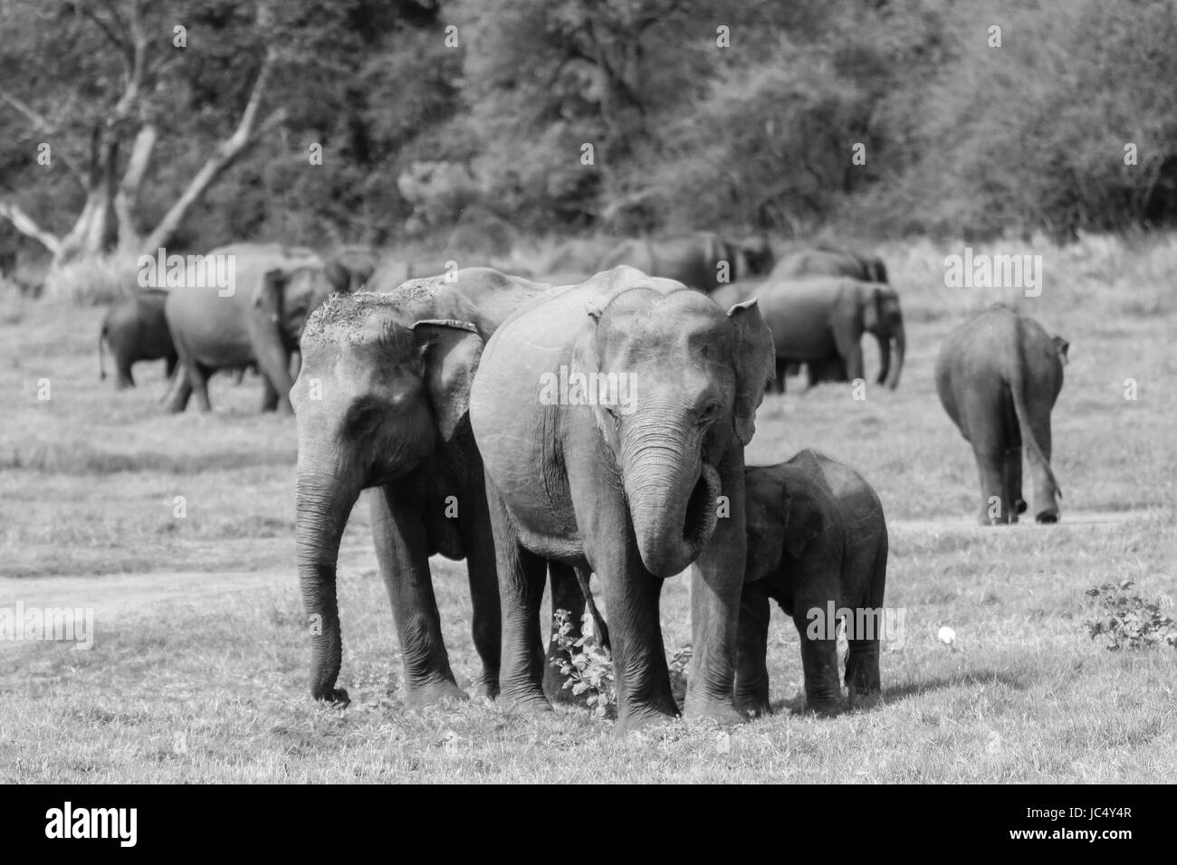 Male and female elephants Black and White Stock Photos & Images - Alamy