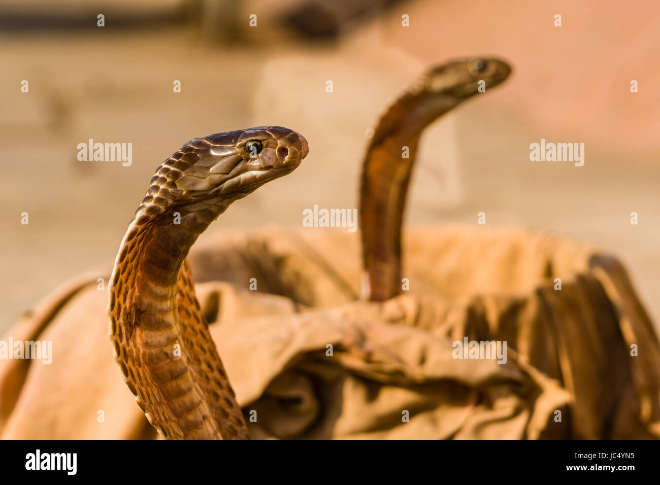 Portrait of a cobra dancing at the holy river Ganges at Dashashwamedh ...