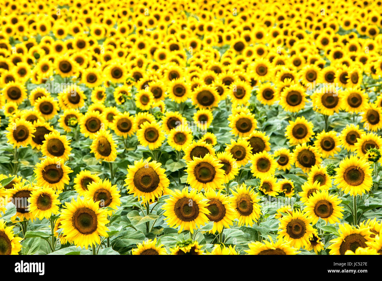 Field in summer sunflowers hi-res stock photography and images - Alamy