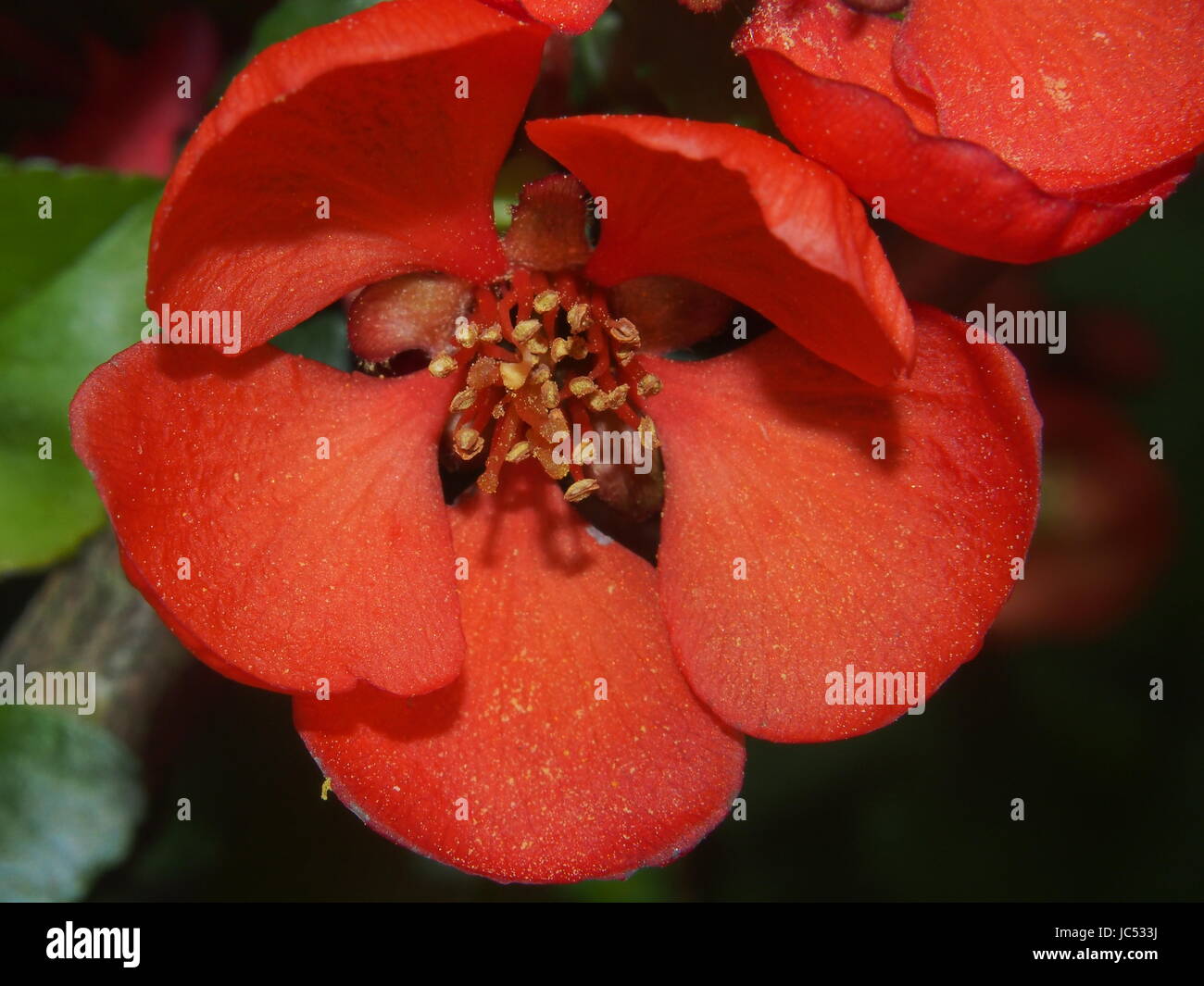 The flower Bud of Japanese quince. Petals red. Macro Stock Photo - Alamy