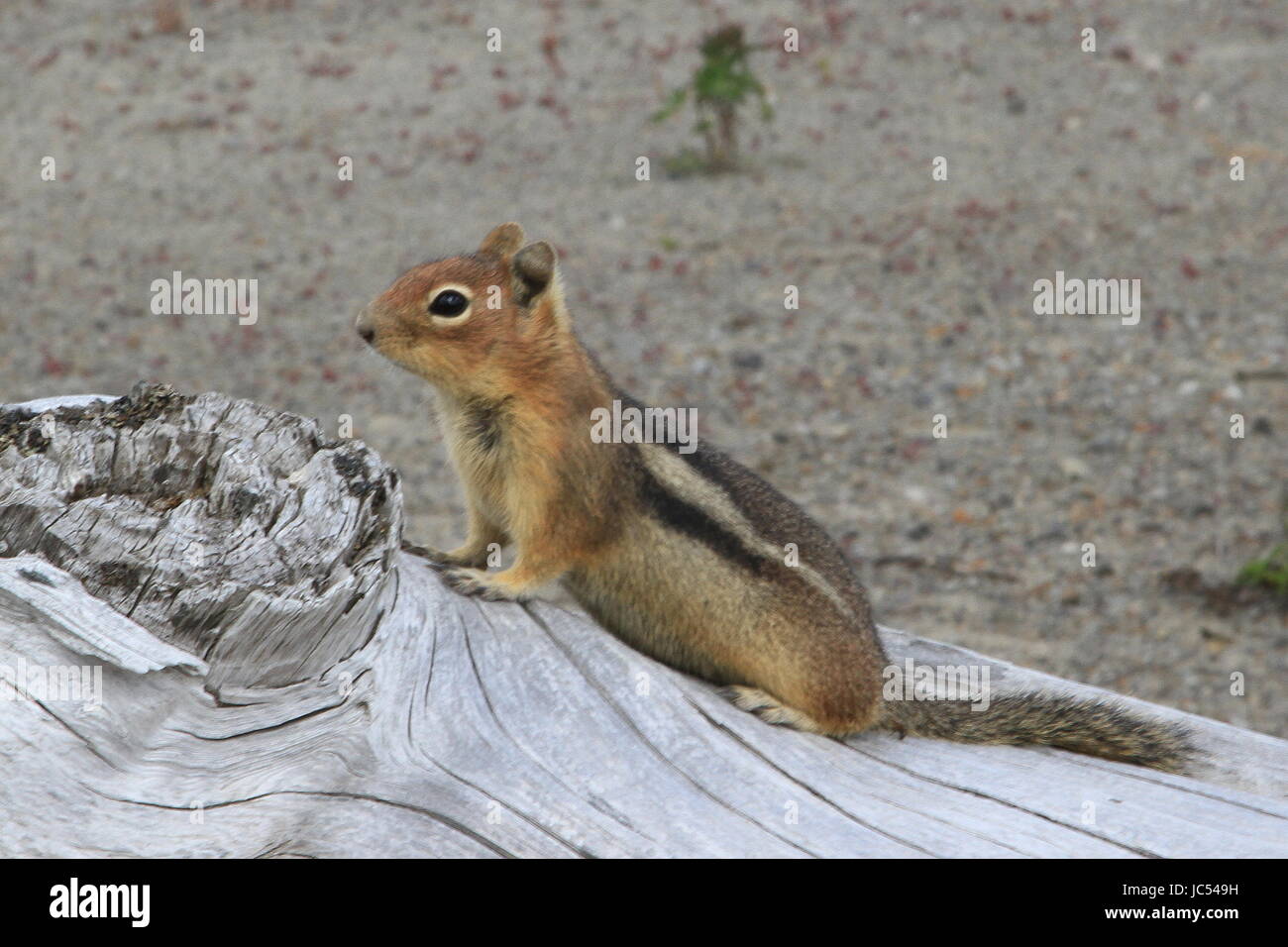 Chipmunk on a log, Washington State, USA Stock Photo - Alamy