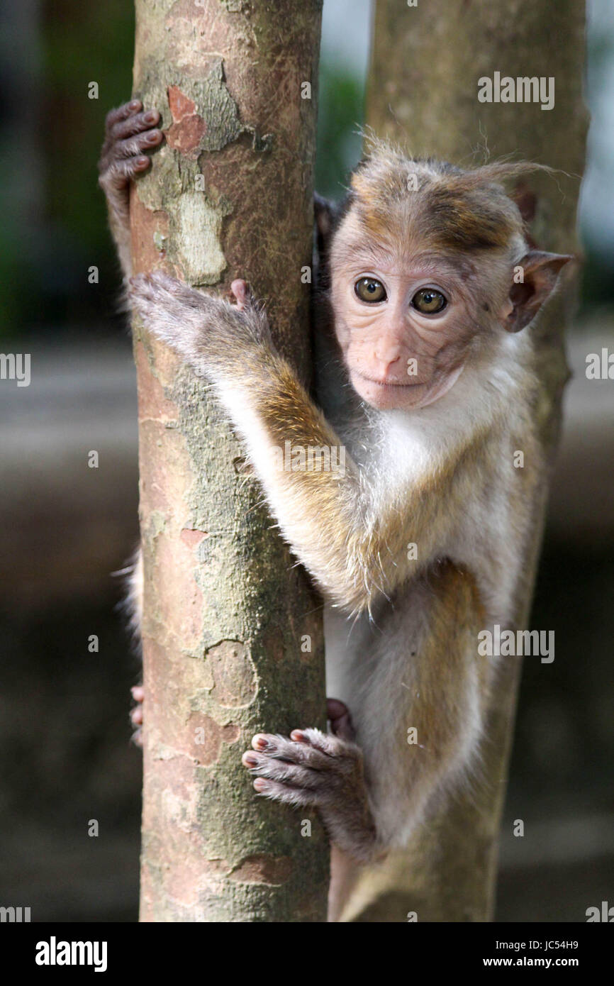 Baby monkey hug adult hi-res stock photography and images - Alamy